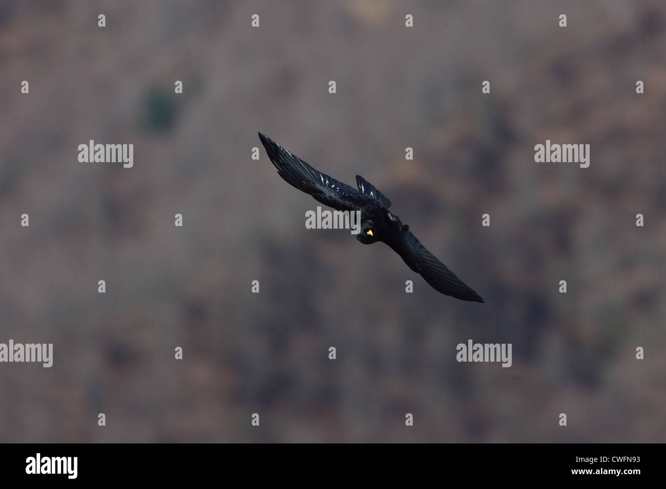 Alpine Chough (Yellow-billed Chough) Pyrrhocorax graculus, Fuente De ...