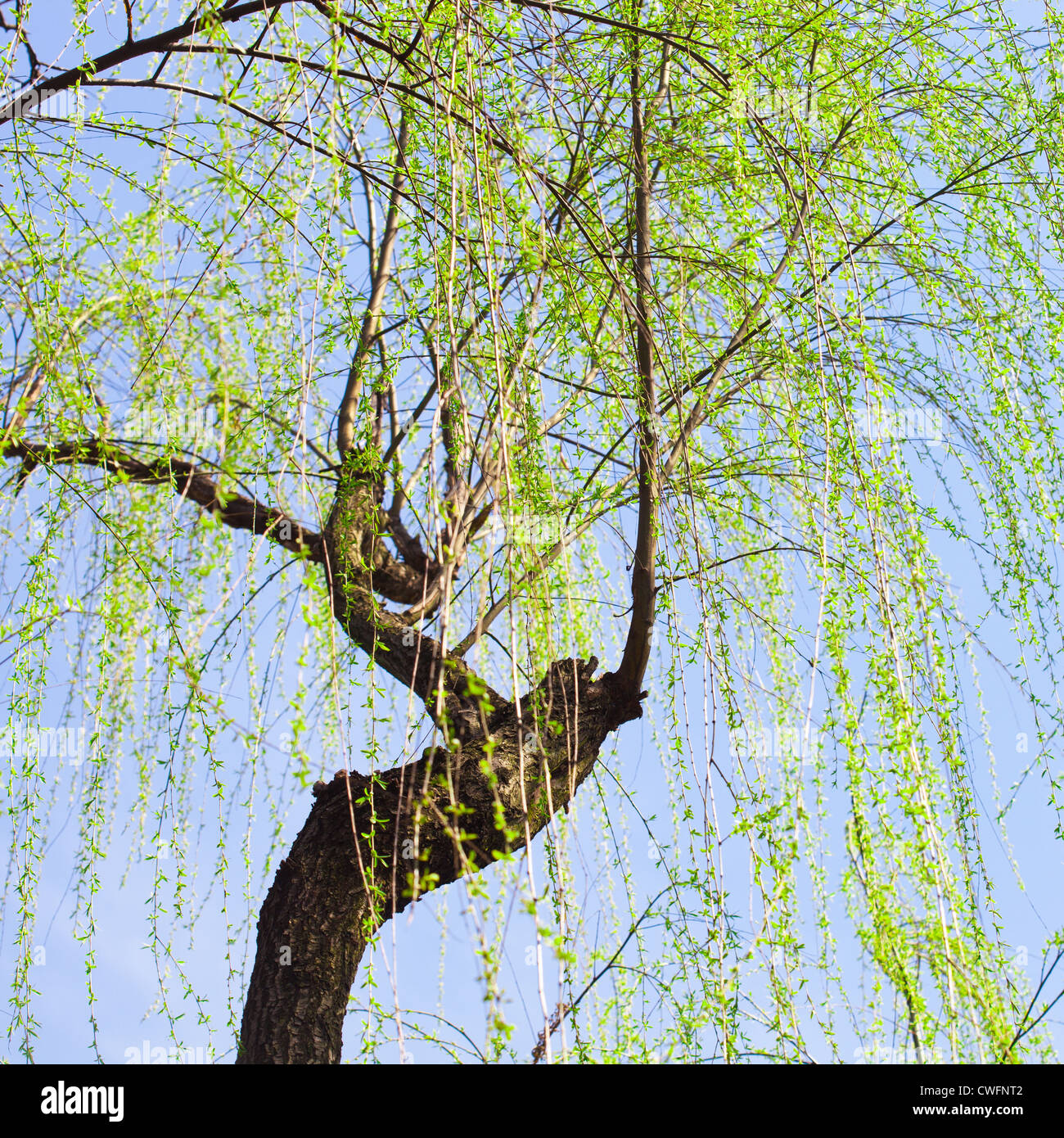Willow weeping hi-res stock photography and images - Alamy
