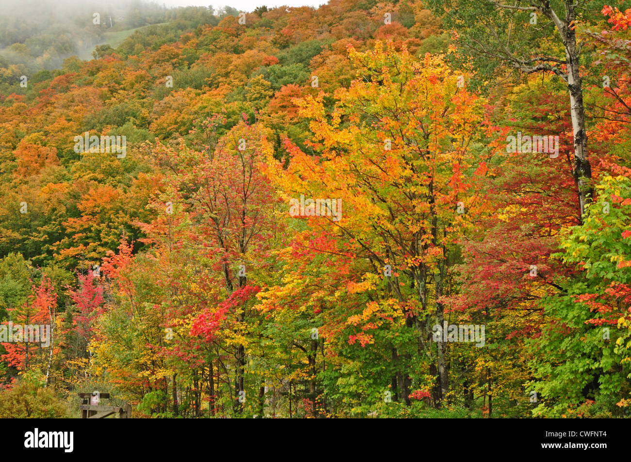 Crawford notch state park fall hi-res stock photography and images - Alamy