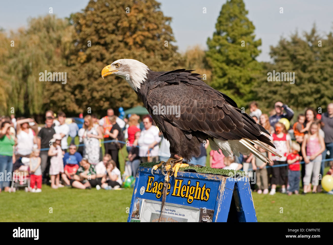 Bald headed eagle from Eagle Heights, at a fete on a summers day at ...