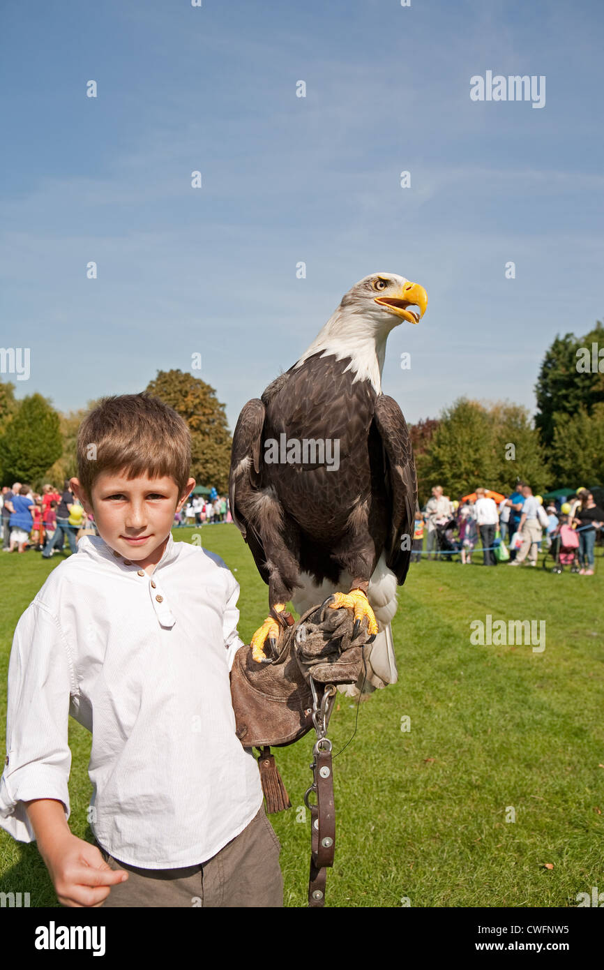 Bald headed eagle held by a young boy at a fete on a summers day Stock ...