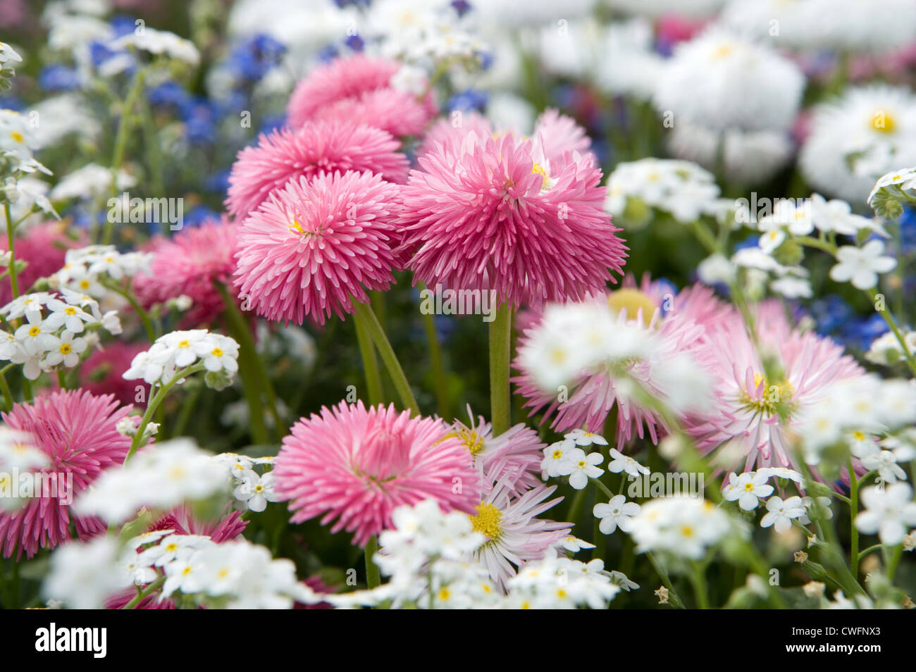 Planting asters hi-res stock photography and images - Alamy