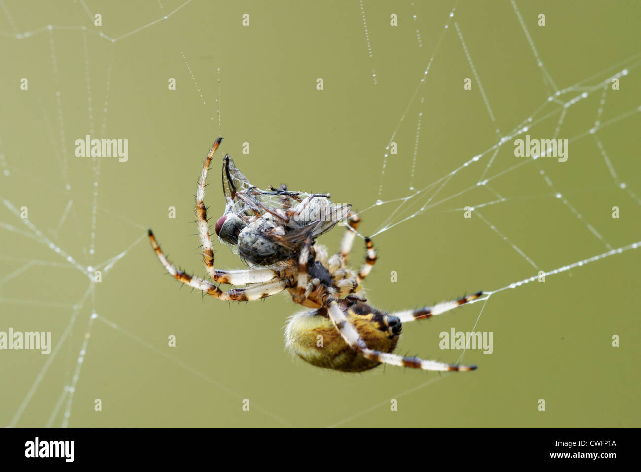 European garden spider (Araneus diadematus Stock Photo - Alamy
