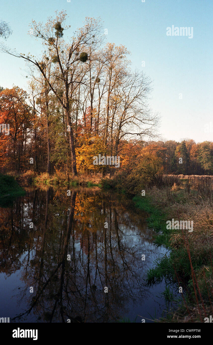 Gold polish autumn hi-res stock photography and images - Alamy