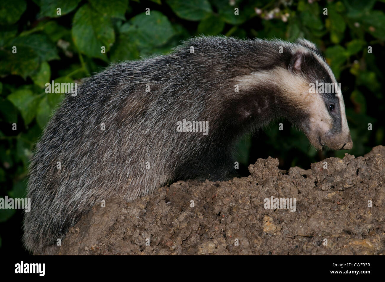 A Eurasian Badger (Meles meles) looks for worms in a patch of wet soil ...