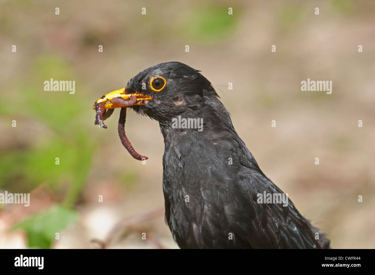 Bird Eating Worms Stock Photos & Bird Eating Worms Stock Images - Alamy