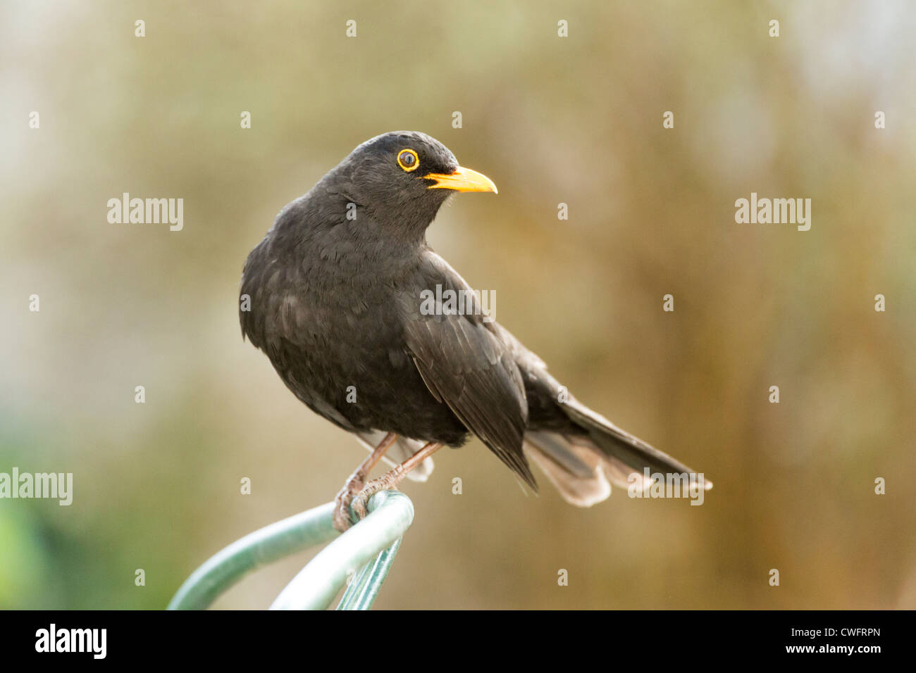 Beaky hi-res stock photography and images - Alamy