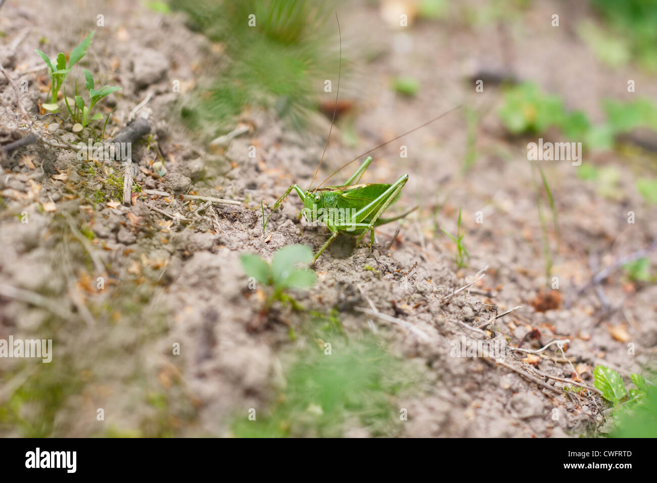 Green insect grasshopper hi-res stock photography and images - Alamy