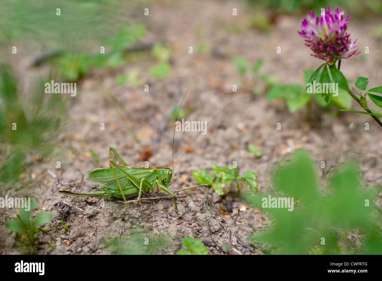 Locust insect hi-res stock photography and images - Alamy