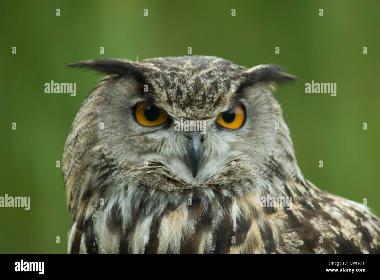 Eurasian eagle owl hi-res stock photography and images - Alamy