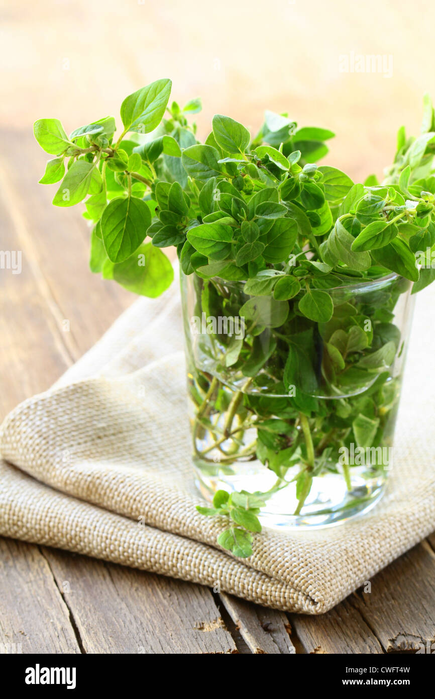 green fresh oregano - herb spice Stock Photo - Alamy