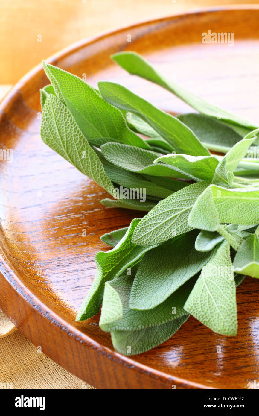 green fresh sage - herb spice Stock Photo - Alamy