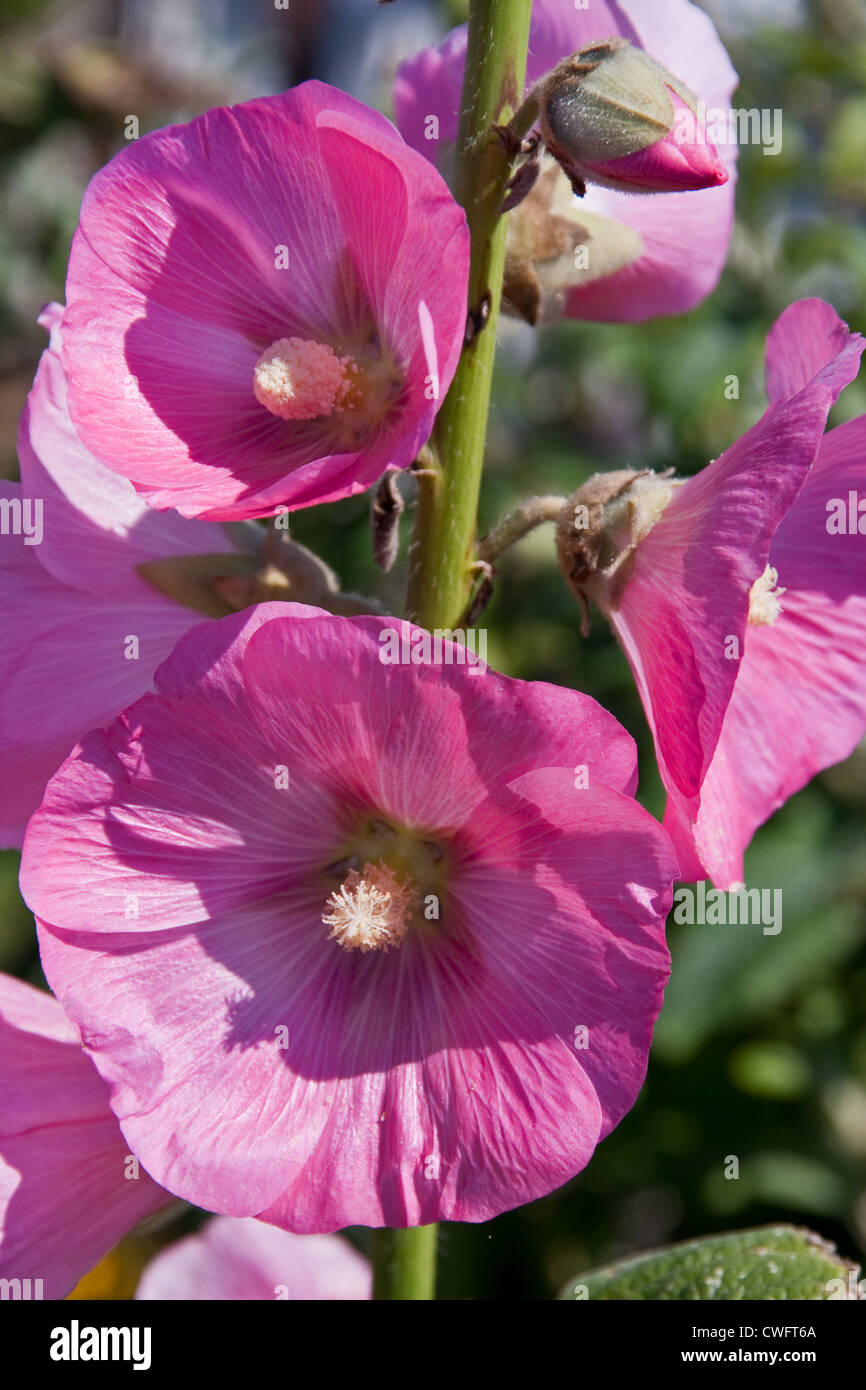 Pink Hollyhocks flowers Stock Photo - Alamy