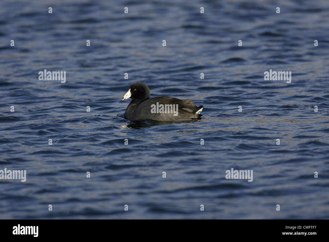American Coot Fulica americana Stanley Park, Vancouver, British ...