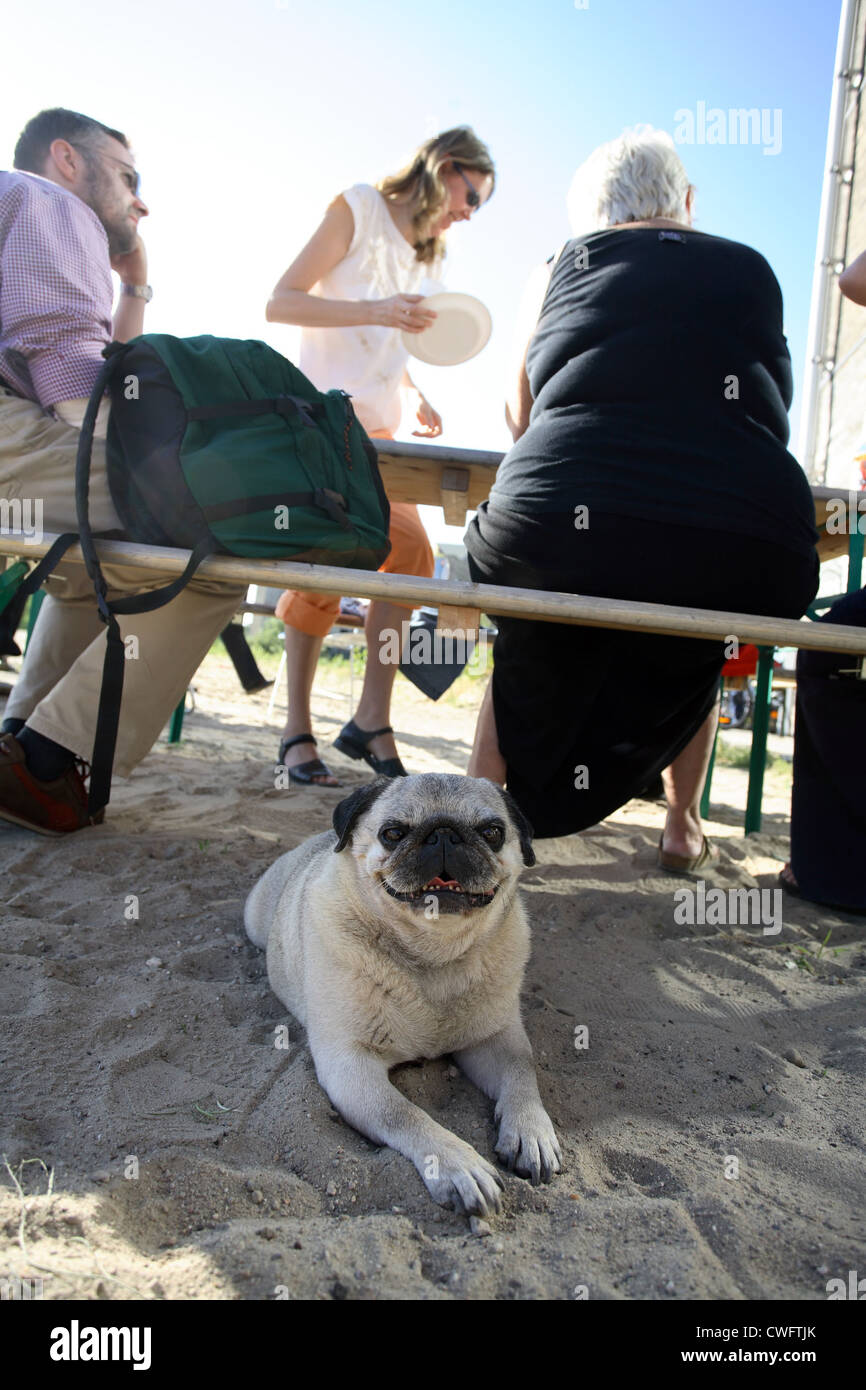 Mops and company picnics in Berlin Stock Photo - Alamy