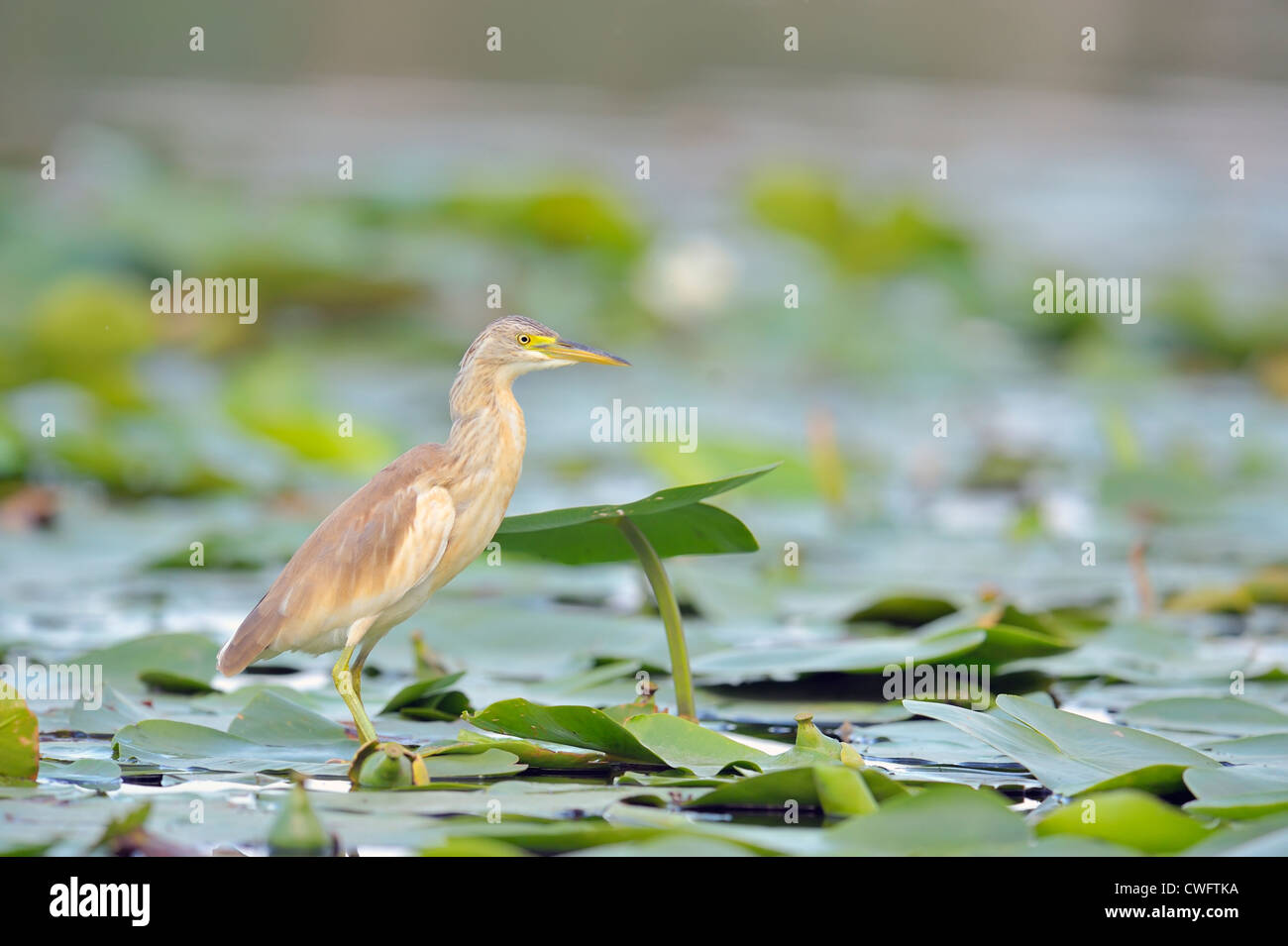 Squacco Heron (Ardeola ralloides Stock Photo - Alamy