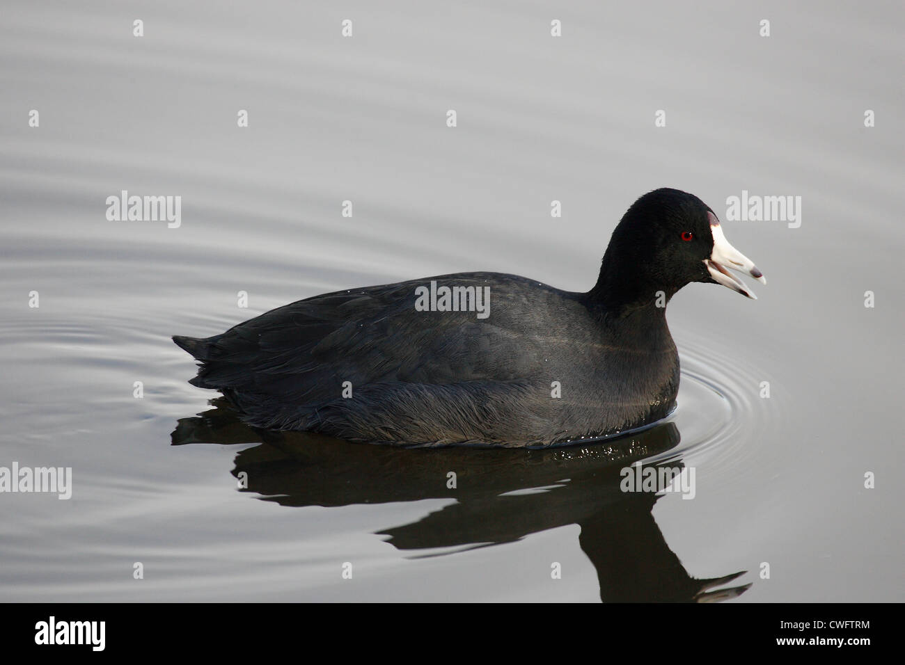 American Coot Fulica americana Stanley Park, Vancouver, British ...