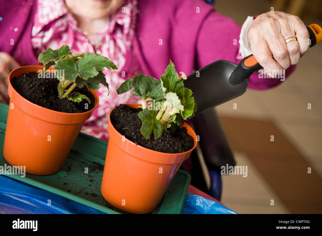 Hands female gardener using trowel hi-res stock photography and images ...