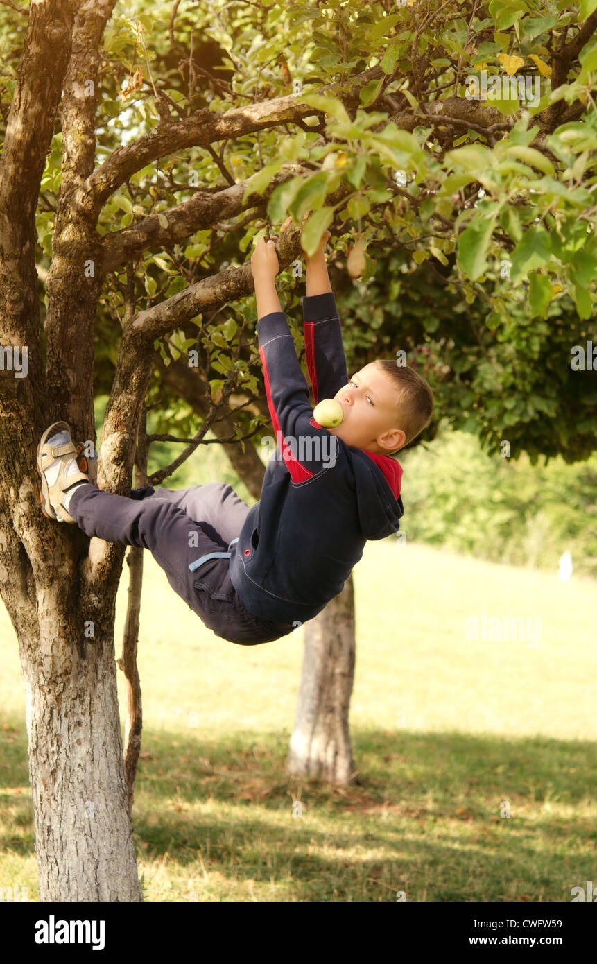 Falling Fruit Tree High Resolution Stock Photography and Images - Alamy