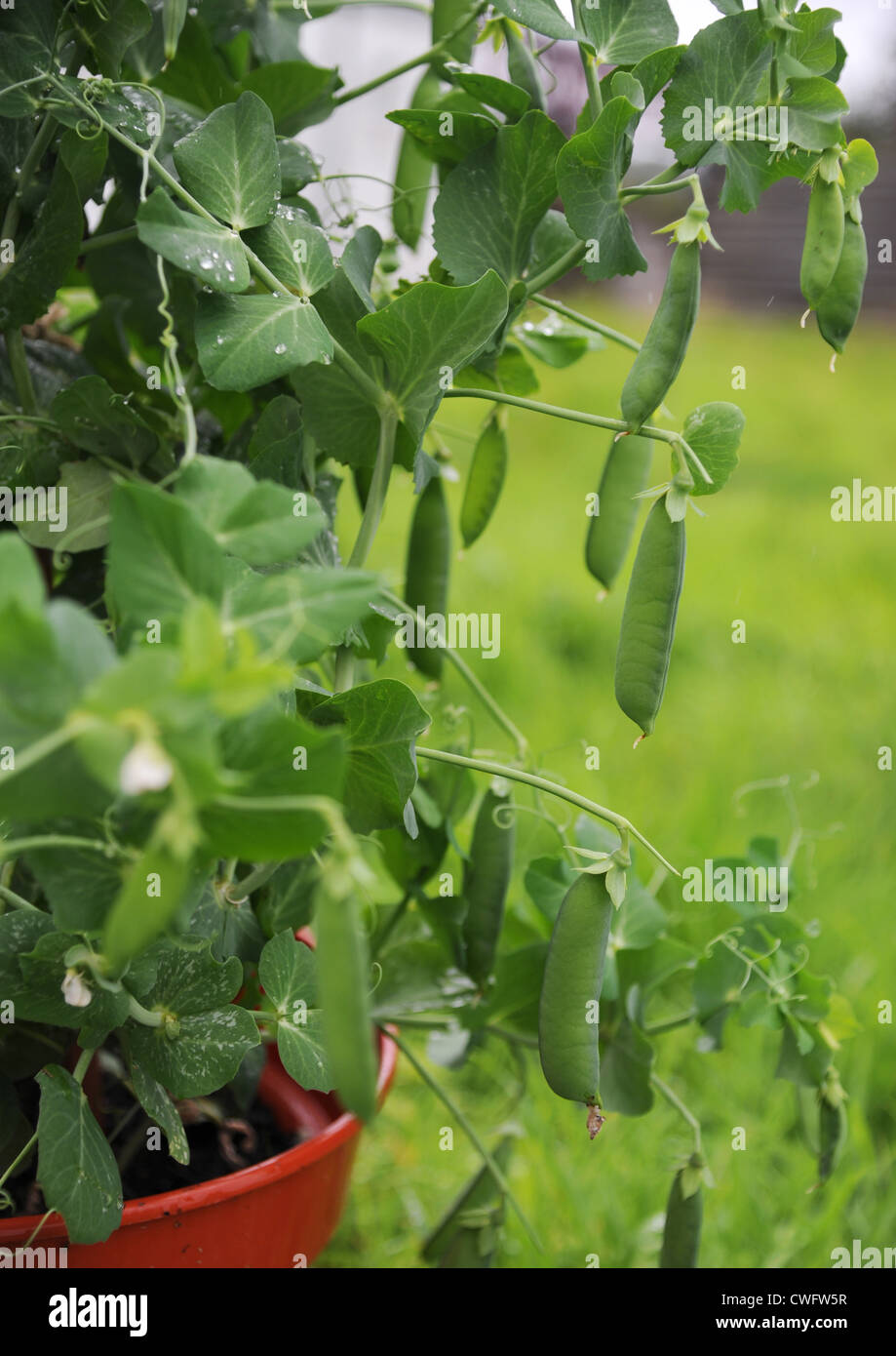 Pea Plant Mature Pods High Resolution Stock Photography and Images - Alamy
