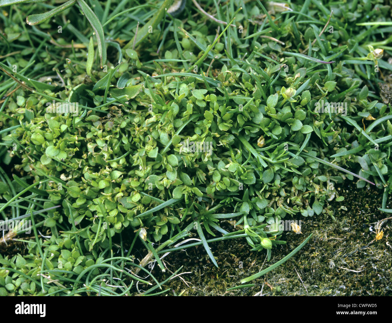 CHAFFWEED Anagallis minima (Primulaceae Stock Photo - Alamy