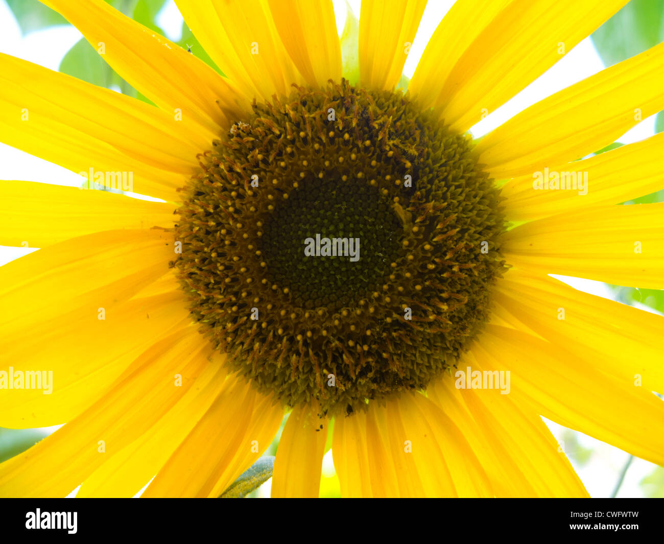Annual flowers yellow center hi-res stock photography and images - Alamy