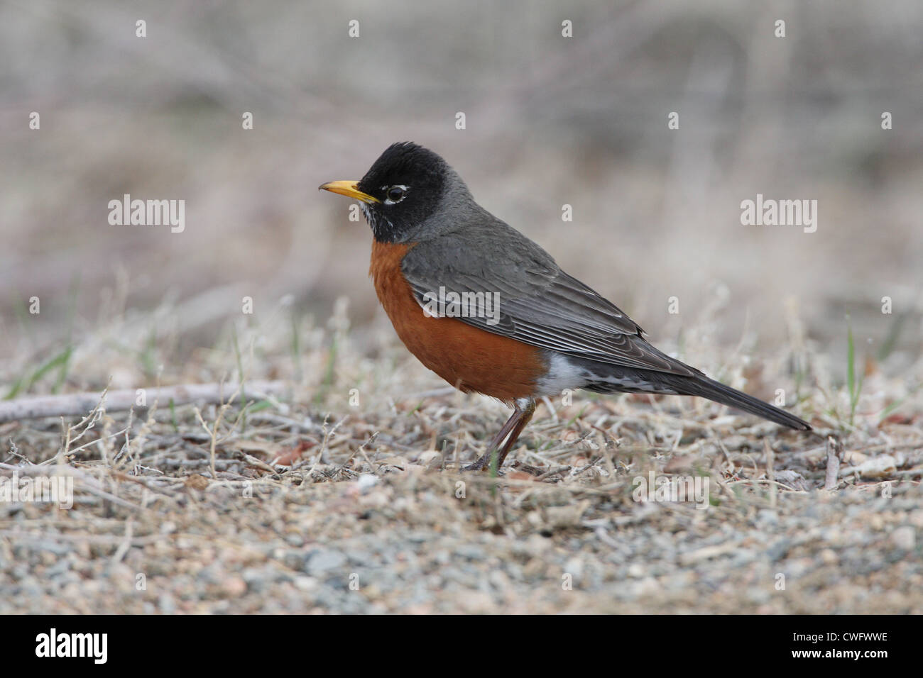 American Robin Turdus migratorius Colorado, USA Stock Photo - Alamy