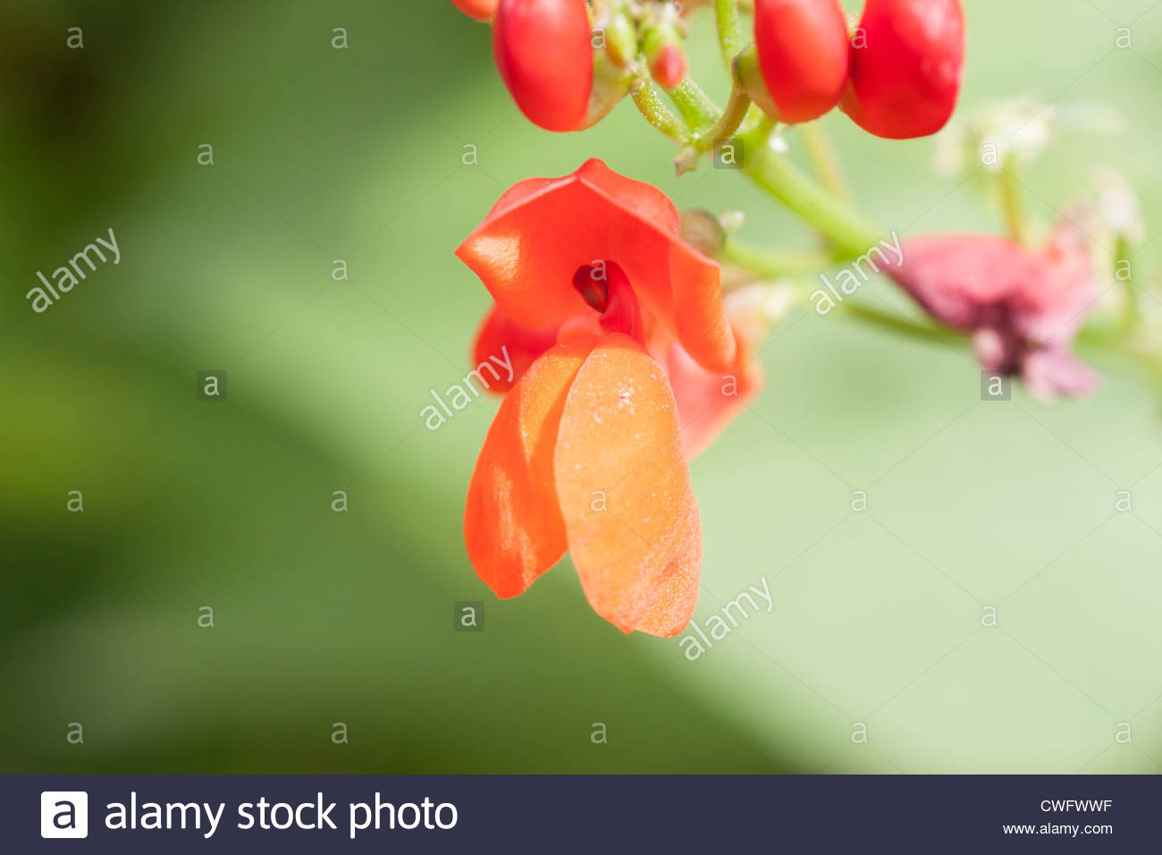 Red Bean Flowers High Resolution Stock Photography and Images - Alamy