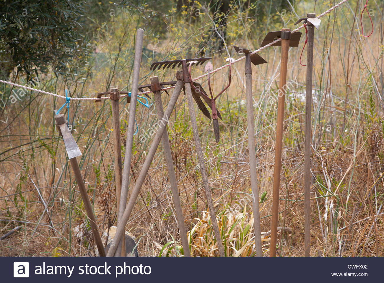 Hand Weeding Vegetables High Resolution Stock Photography and Images ...