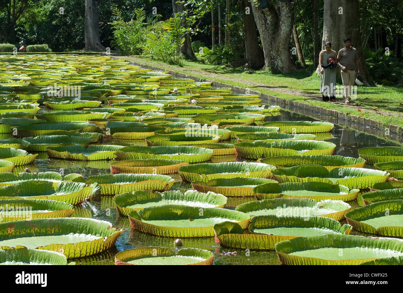 Botanical Gardens in Mauritius Stock Photo - Alamy