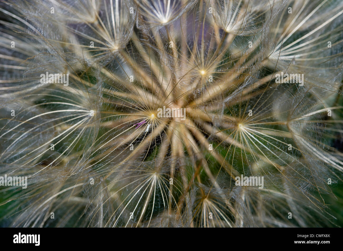 a detail of a dandelion Stock Photo - Alamy