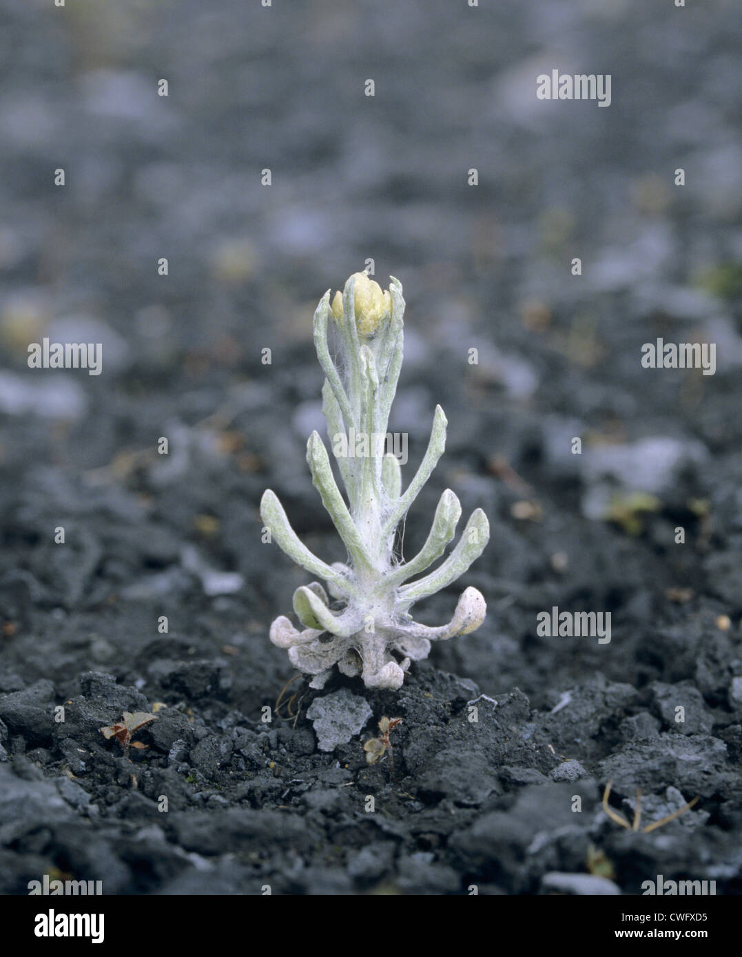 JERSEY CUDWEED Gnaphalium luteoalbum (Asteraceae Stock Photo - Alamy