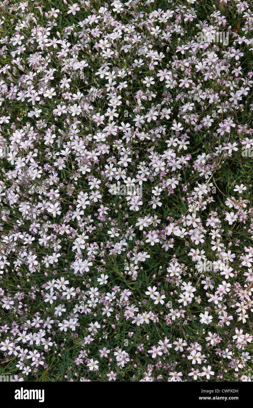 mountain flowers (Minuartia rupestris) in the Susa valley, Piedmont ...