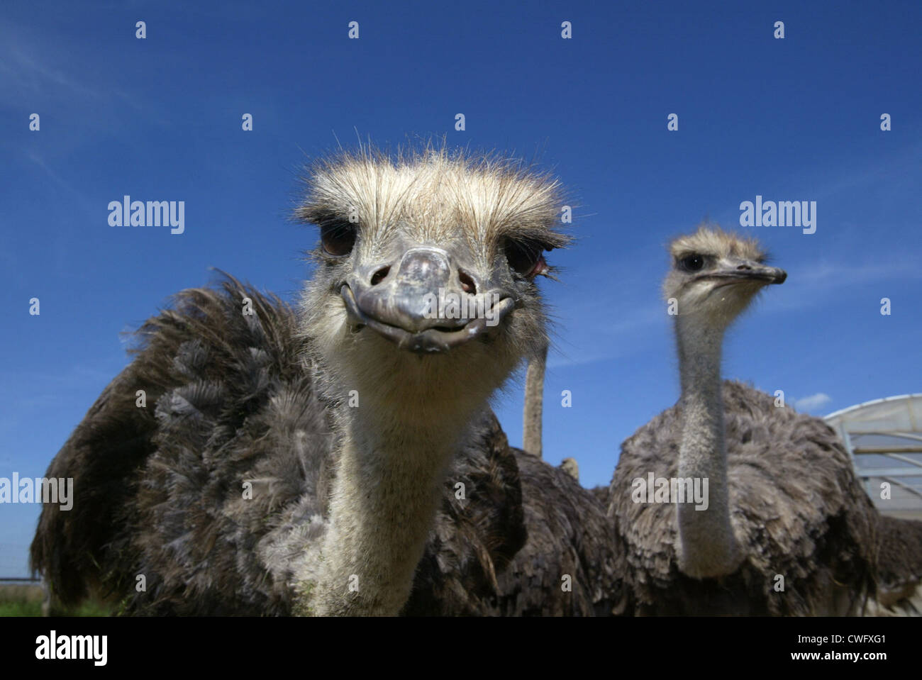 Ostrich breeding in Neuloewenberg Stock Photo - Alamy