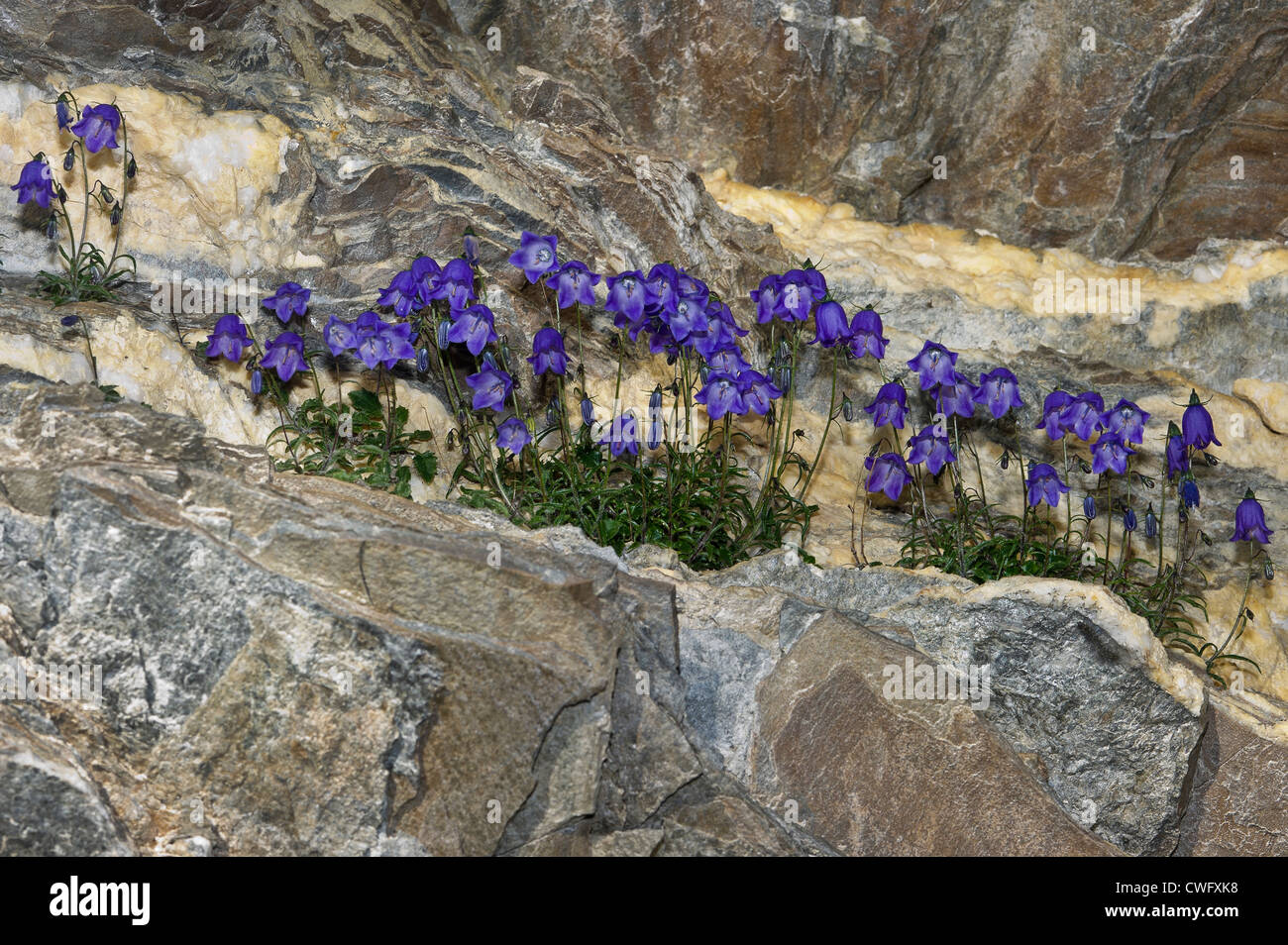 Alpine bell flowers hi-res stock photography and images - Alamy