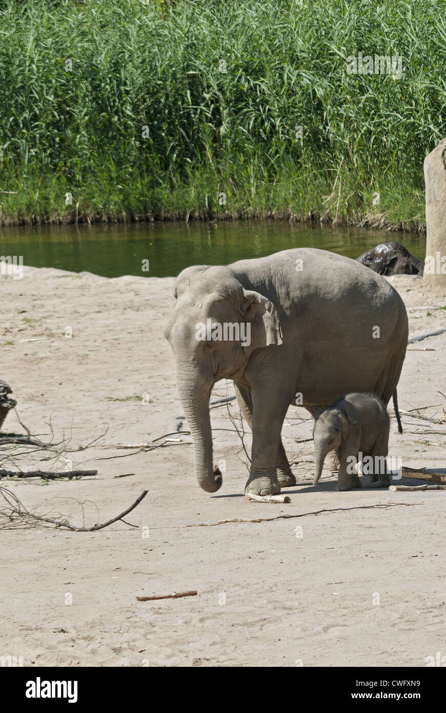 Asian elephants, mother and baby, large land mammals Stock Photo - Alamy
