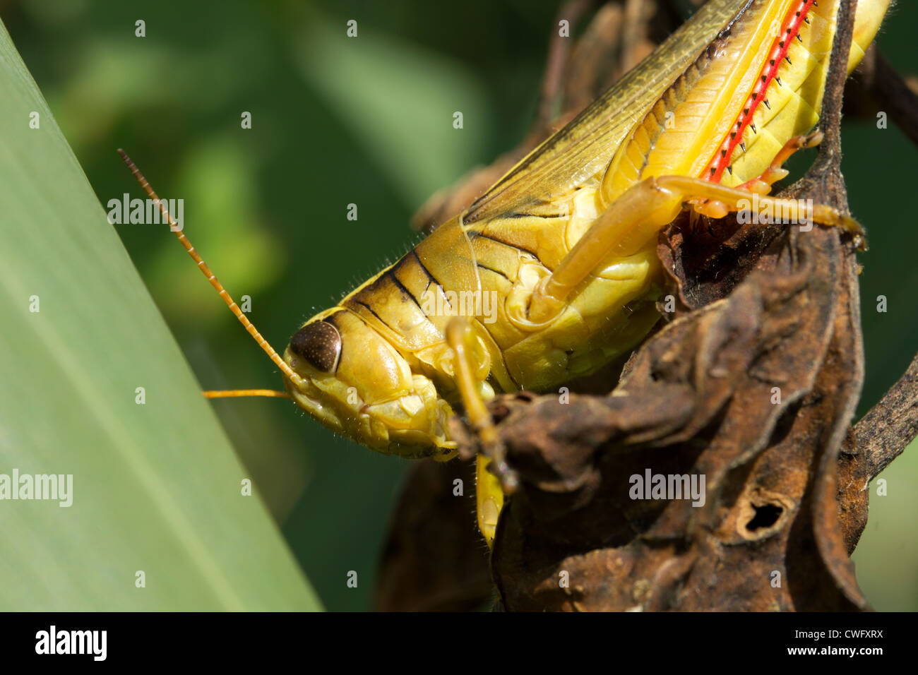 Red locust hi-res stock photography and images - Alamy