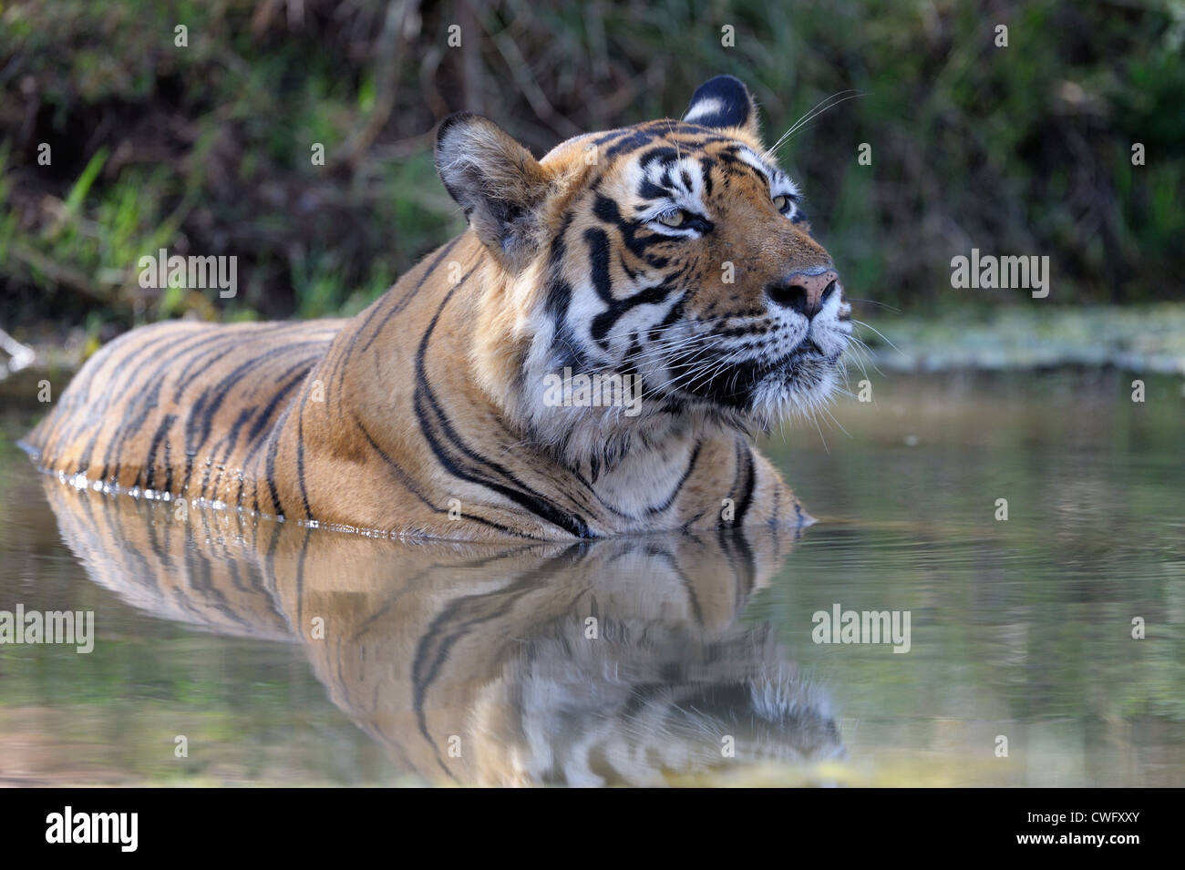 Bengal tiger (Panthera tigris tigris) lying down with reflection in ...