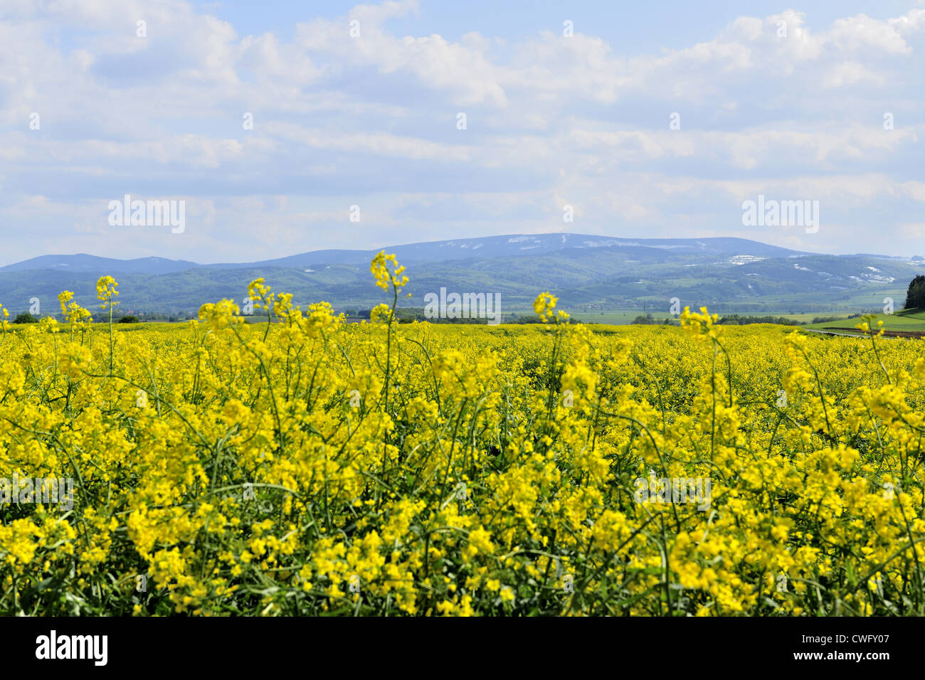 Spring sleza hi-res stock photography and images - Alamy