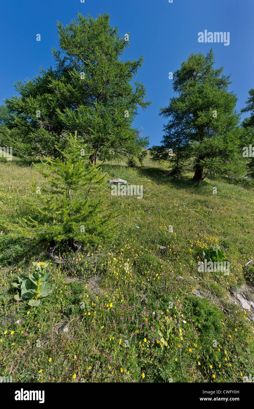 alpine grassland in the Susa valley, Piedmont, Italy Stock Photo - Alamy