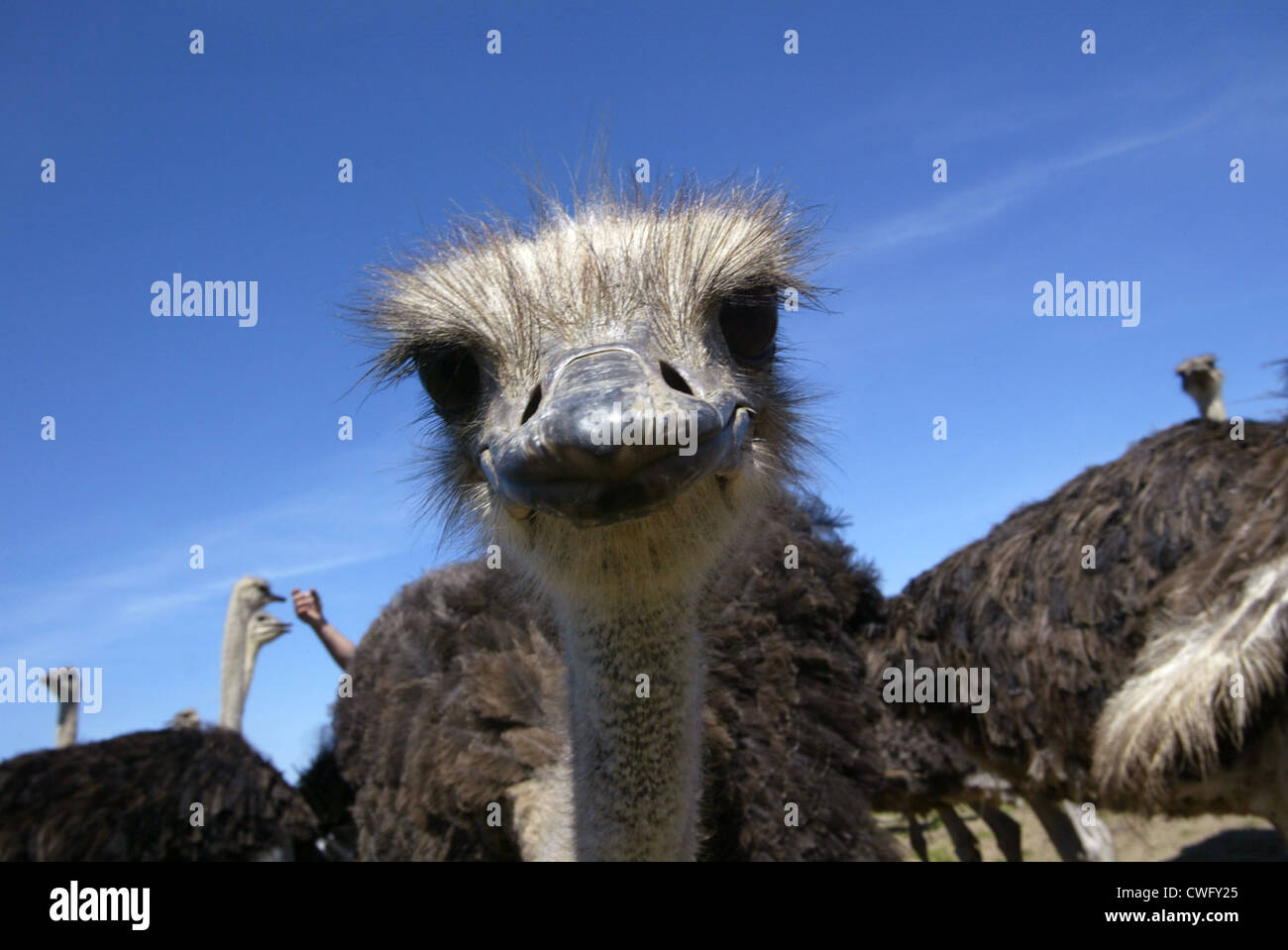 Ostrich breeding in Neuloewenberg Stock Photo - Alamy