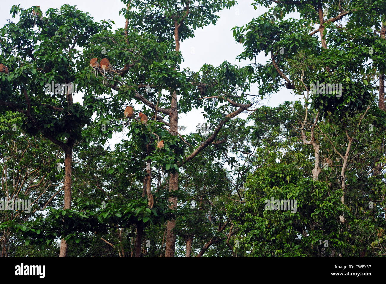 Malaysia, Borneo, Kinabatangan, Proboscis Monkey in the trees Stock ...