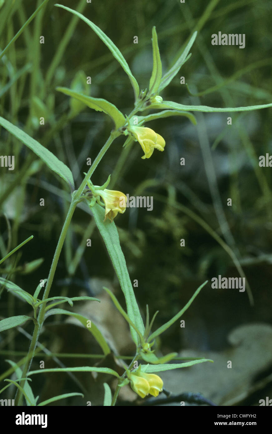 Annual semi parasitic plant hi-res stock photography and images - Alamy