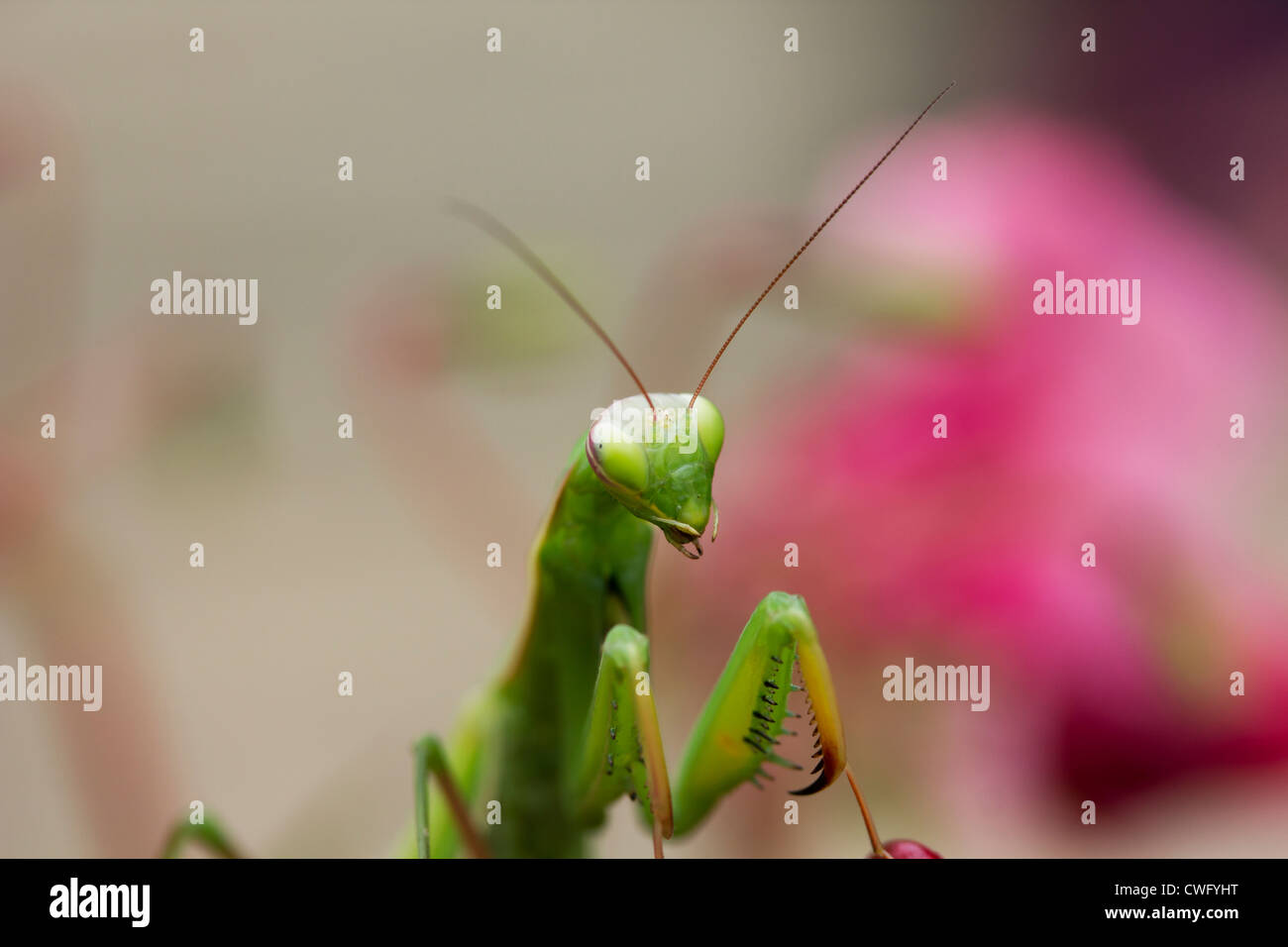 Common Praying Mantis Stock Photo - Alamy