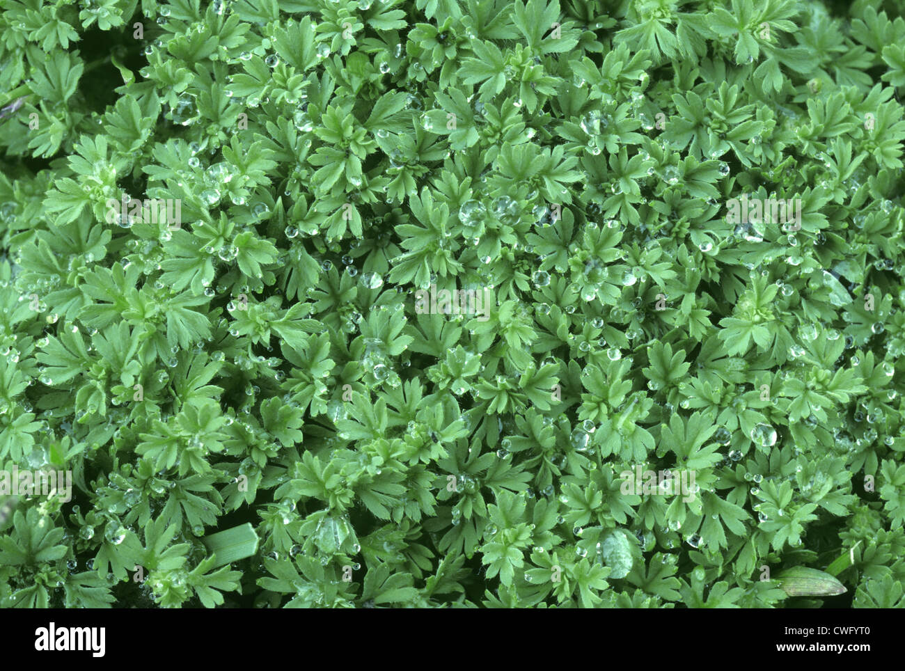 PARSLEY-PIERT Aphanes arvensis (Rosaceae Stock Photo - Alamy