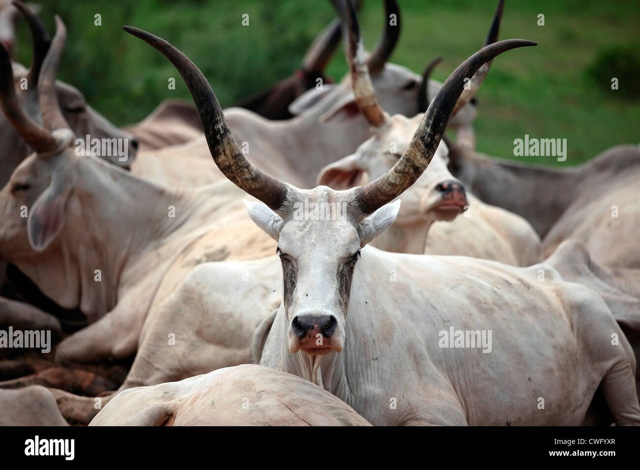 Bullock resting hi-res stock photography and images - Alamy
