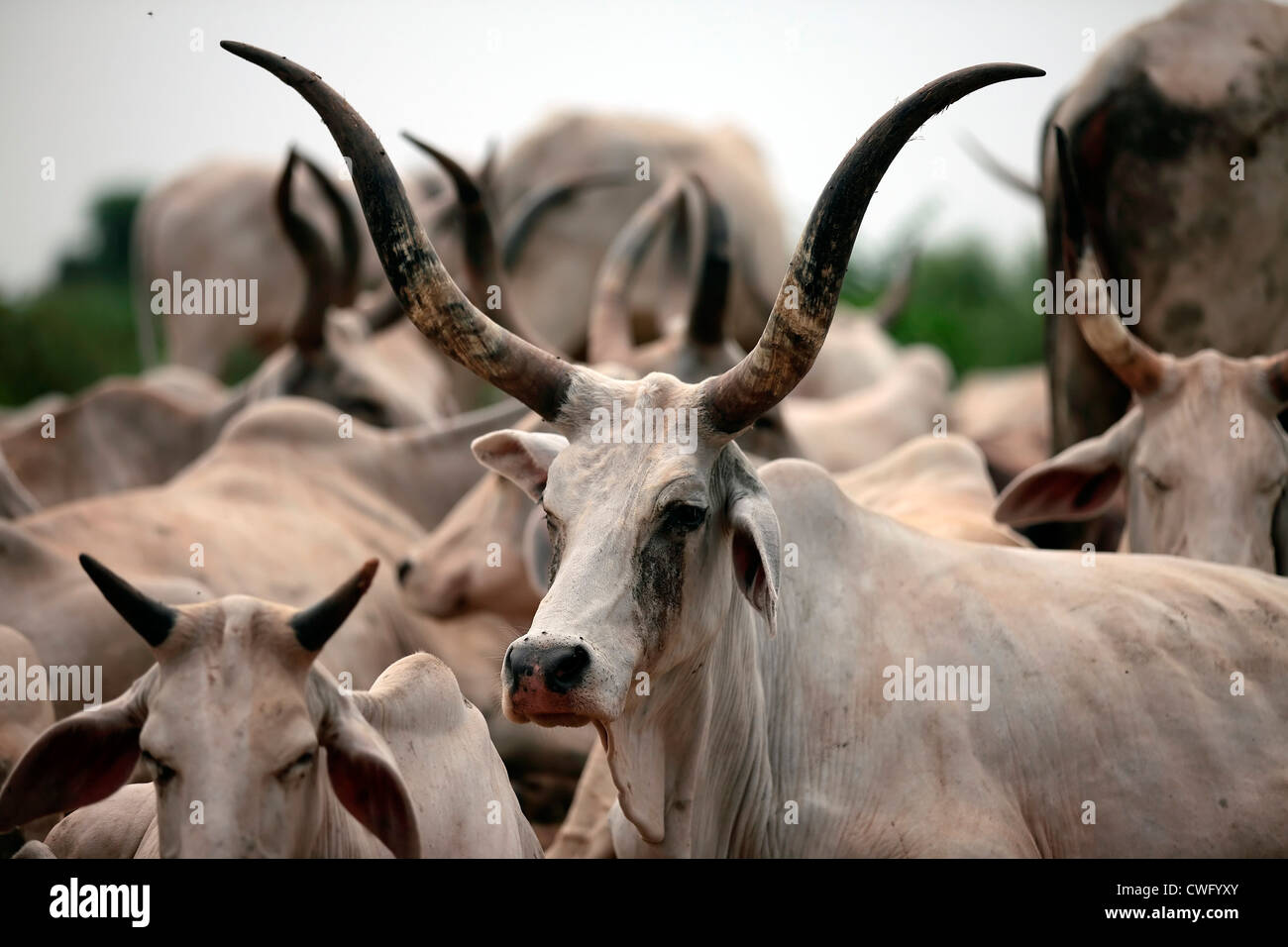 Group of Bull resting in a agriculture field Stock Photo - Alamy