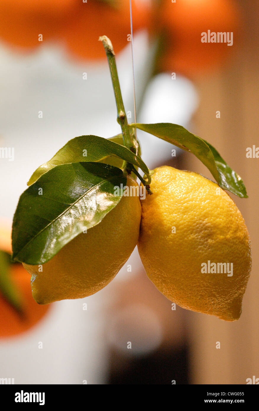 Berlin germany lemon tree hi-res stock photography and images - Alamy