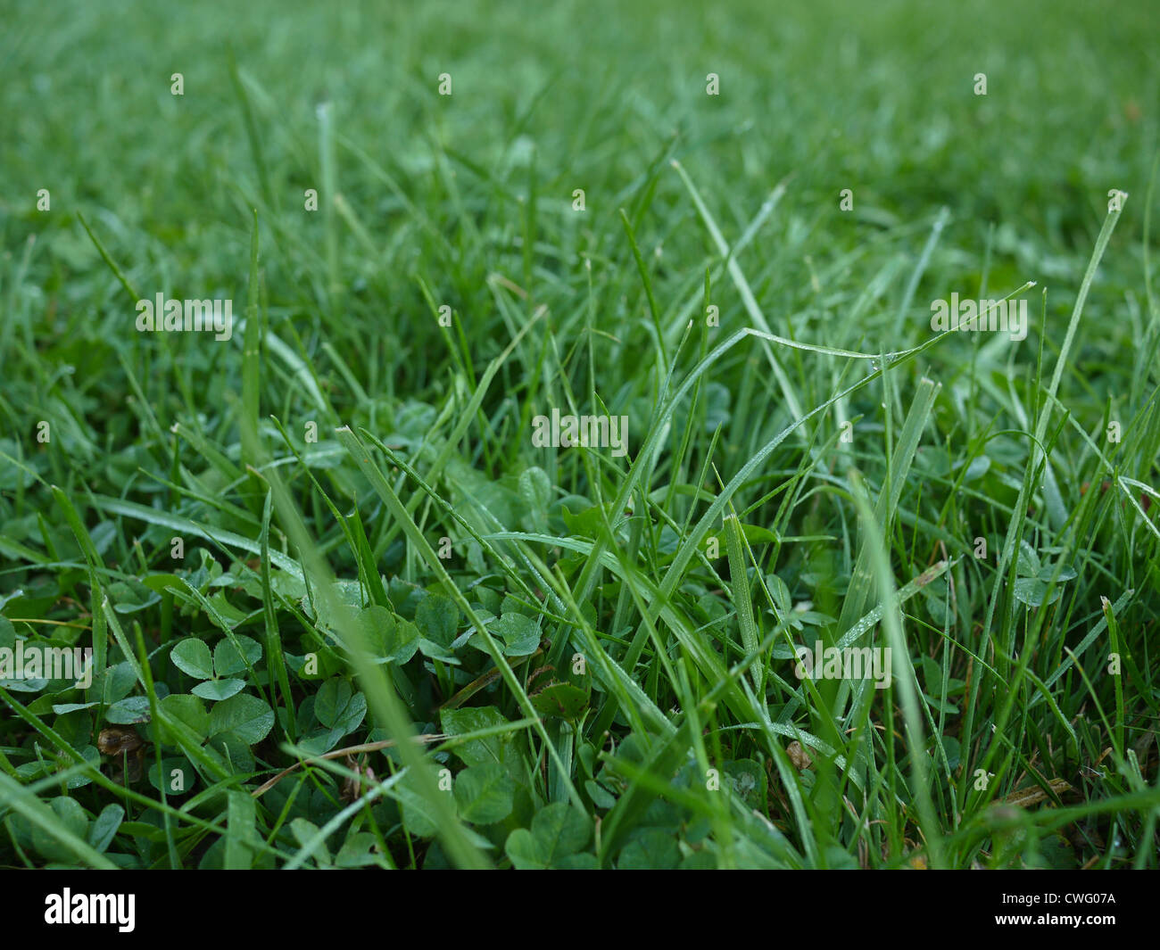 green grass closeup Stock Photo - Alamy