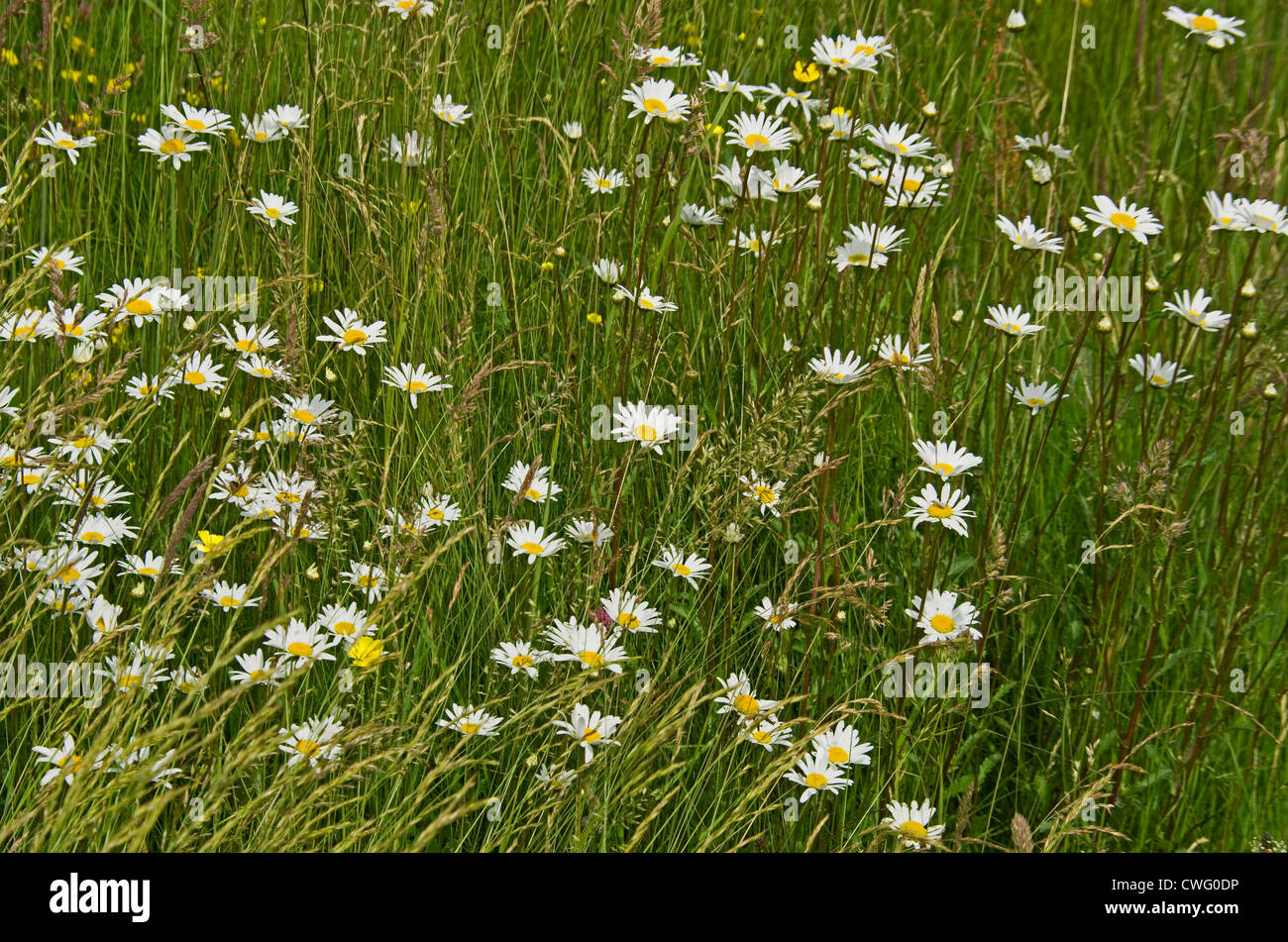 Oxeye Daisy (Leucanthemum vulgare) wildflower meadow on a nature ...